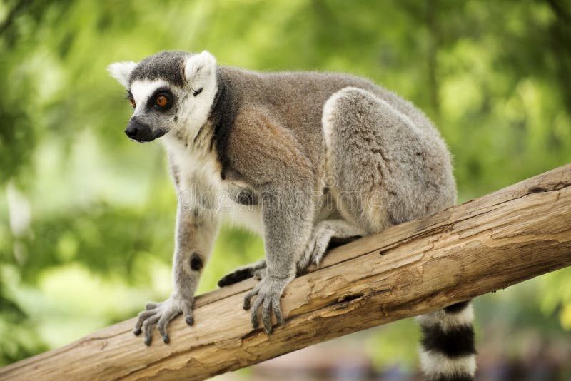 Ring-tailed lemur sitting stock photo. Image of madagaskar - 44239998