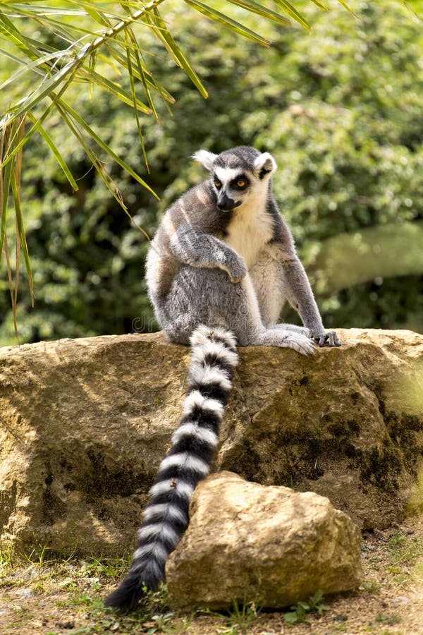 Ringtail monkey stock image. Image of primate, catta - 33543613