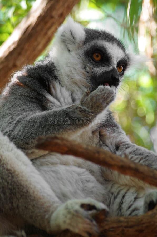 Ring-tailed lemur stock image. Image of ring, island - 66236293