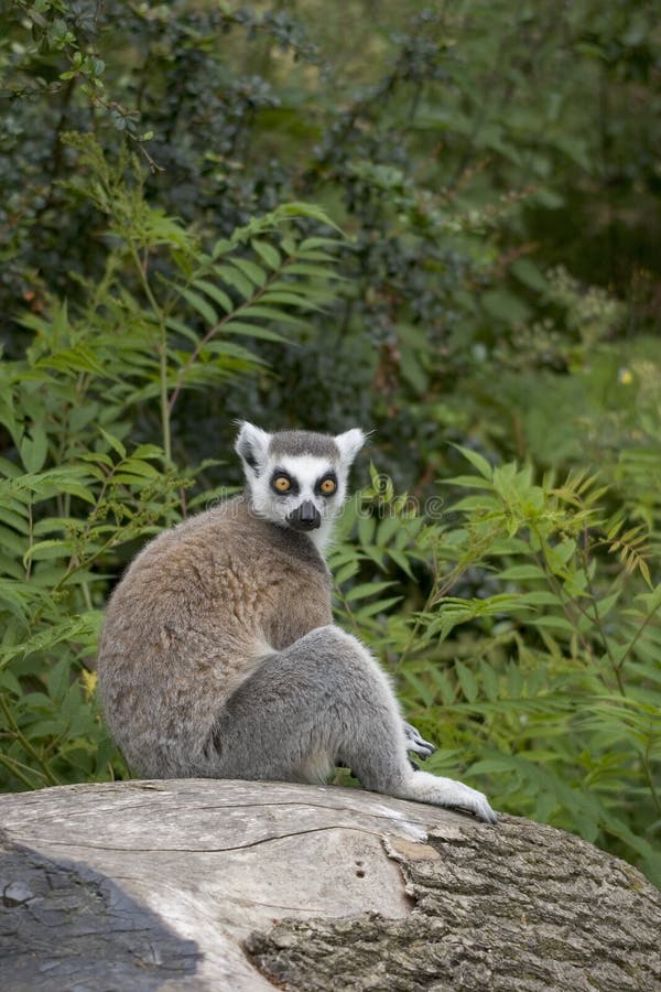Ring-tailed Lemur on Tree Stump Stock Photo - Image of friendships ...