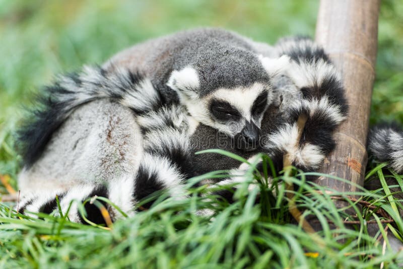 Ring-tailed lemur stock image. Image of mammal, madagascar - 47923327