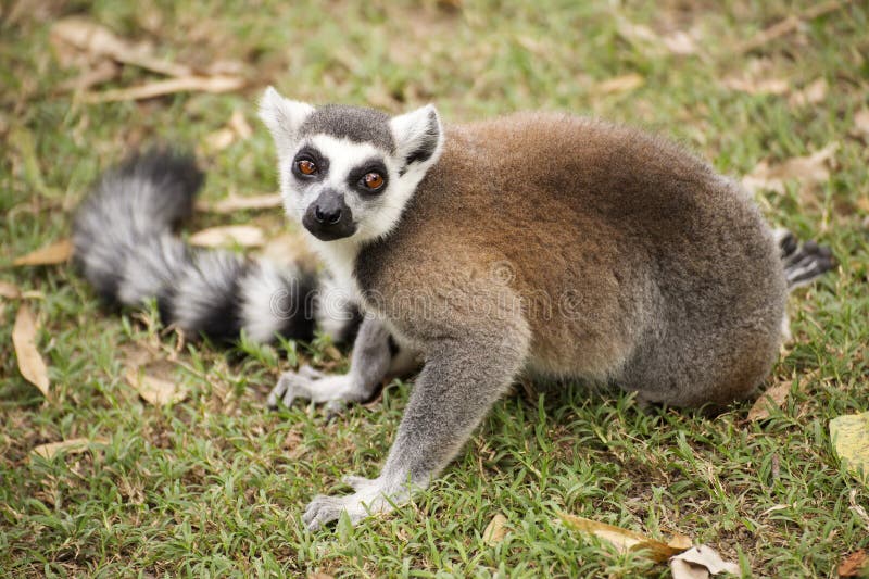 Ring-tailed lemur standing stock photo. Image of primate - 42179608