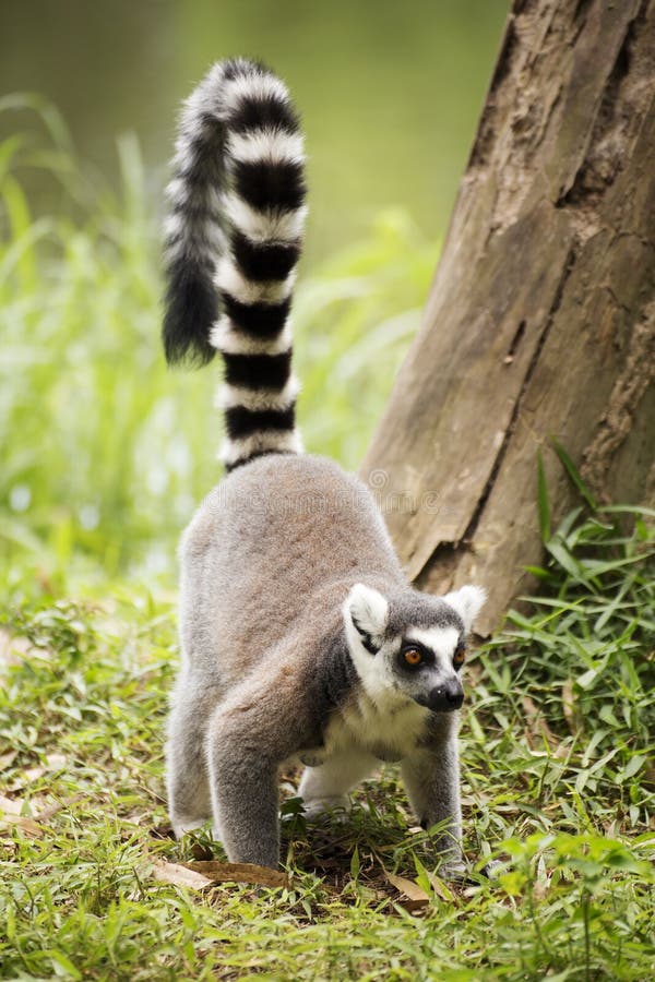 239 Ring Tailed Lemur Standing Stock Photos - Free & Royalty-Free Stock ...