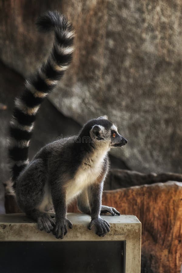 A Lemur Standing on Its Hind Legs in the Grass. Suitable for Nature and ...