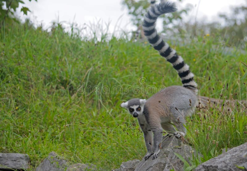 American Badger in Forest Grass Stock Image - Image of closeup, mammal ...