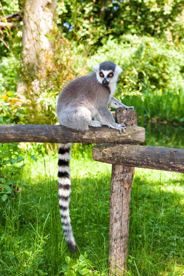 Striped-tailed Lemurs at the Zoo on Vacation Stock Photo - Image of ...