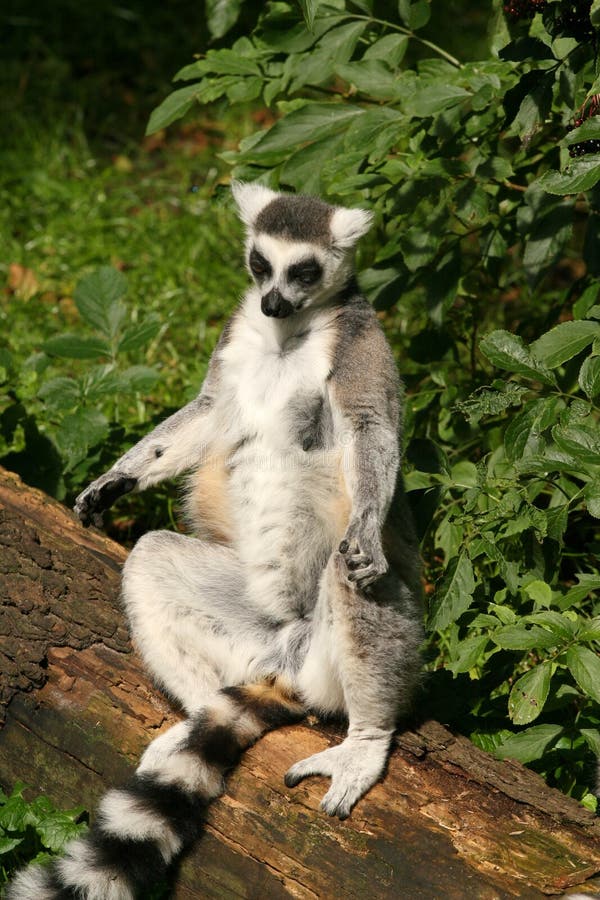 Ring Tailed Lemur Sunbathing Stock Photo - Image of eyes, monkeys: 18738584