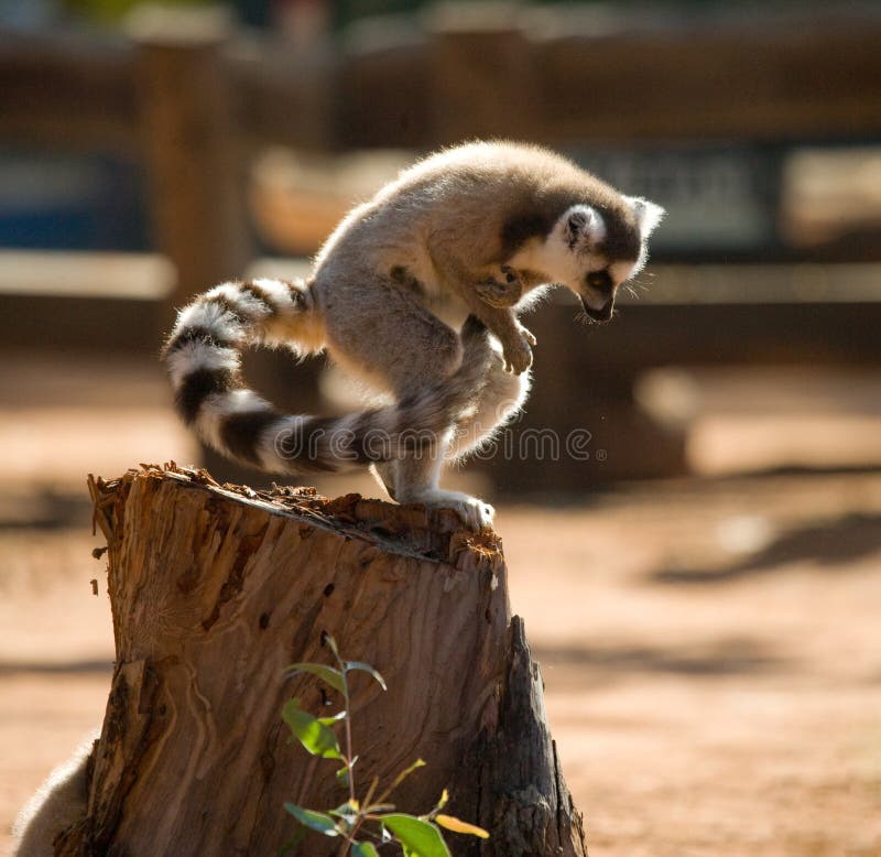 Ring-tailed Lemur at the Time of the Jump. Madagascar Stock Image ...