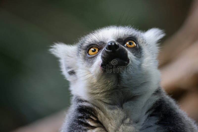 Ring-Tailed Lemur on Tree in Natural Stock Image - Image of eyes ...