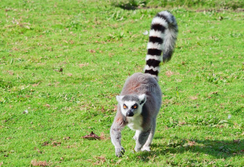 American Badger in Forest Grass Stock Image - Image of closeup, mammal ...