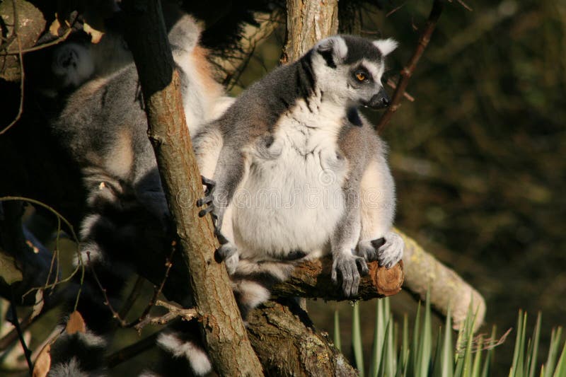 Ring-tailed Lemur in a Zoo - France Stock Image - Image of ringtailed ...