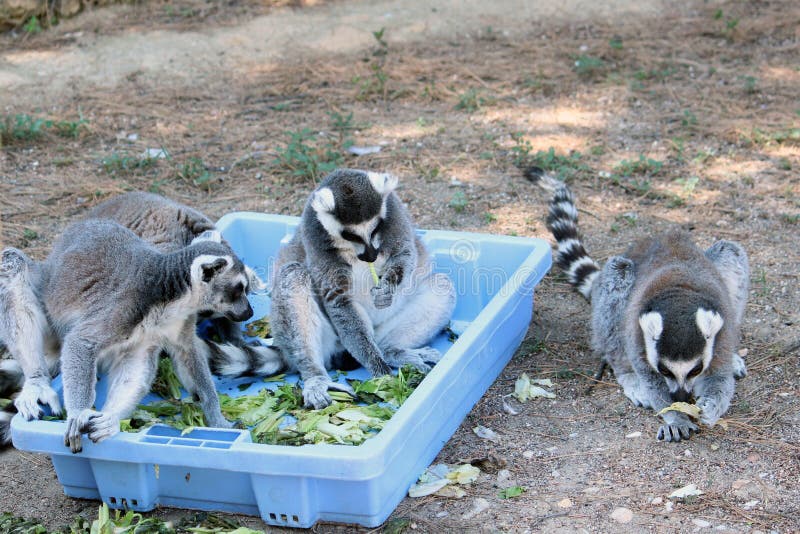 Ring-tailed lemurs eating stock image. Image of ring - 75245055