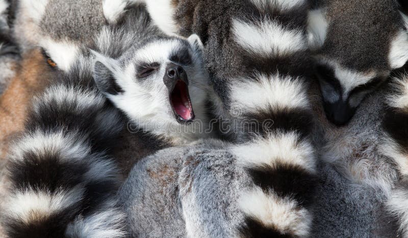 Ring-tailed Lemurs (Lemur Catta) Eating Stock Photo - Image of adult ...