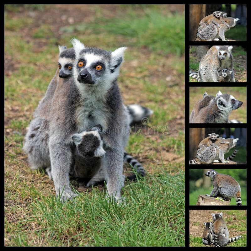 Ring tailed lemurs stock photo. Image of animal, lemuridae - 39918922