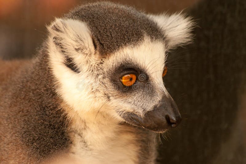 A Ring Tailed Lemurs Prosimians in the Sun Stock Image - Image of cute ...