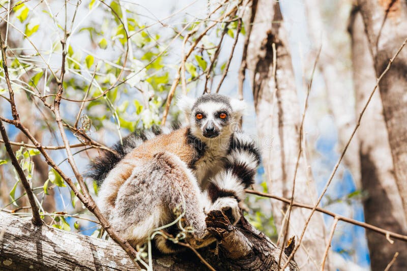 Ring-tailed Maki Catta Lemur on a Tree Stock Photo - Image of beautiful ...