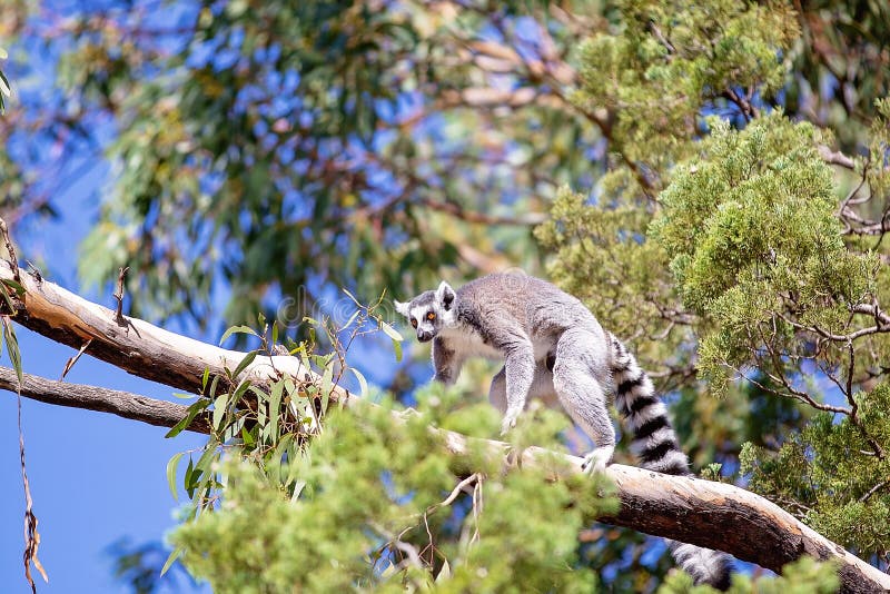 Cute Ring Tailed Monkey stock image. Image of park, fauna - 148912597