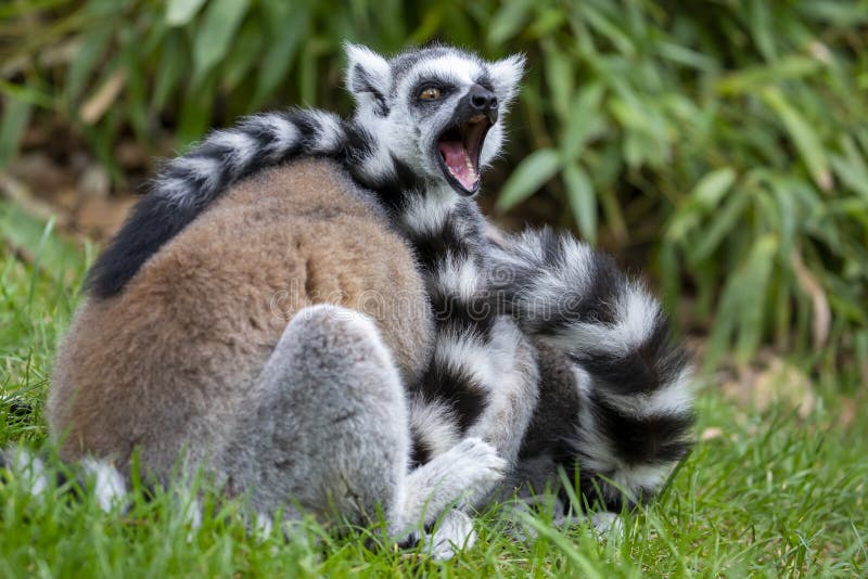 Ring-tailed Monkey, Lemur Catta Stock Image - Image of animal, grass ...