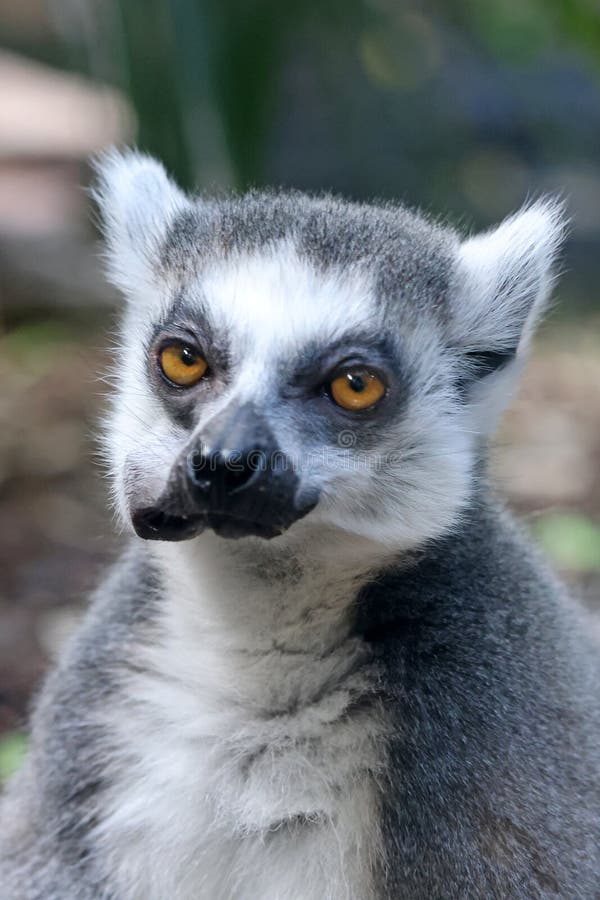 Ring-tailed Monkey, Lemur Catta, Portrait Stock Image - Image of forest ...