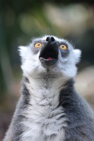 Ring-tailed Monkey, Lemur Catta, Portrait Stock Photo - Image of animal ...
