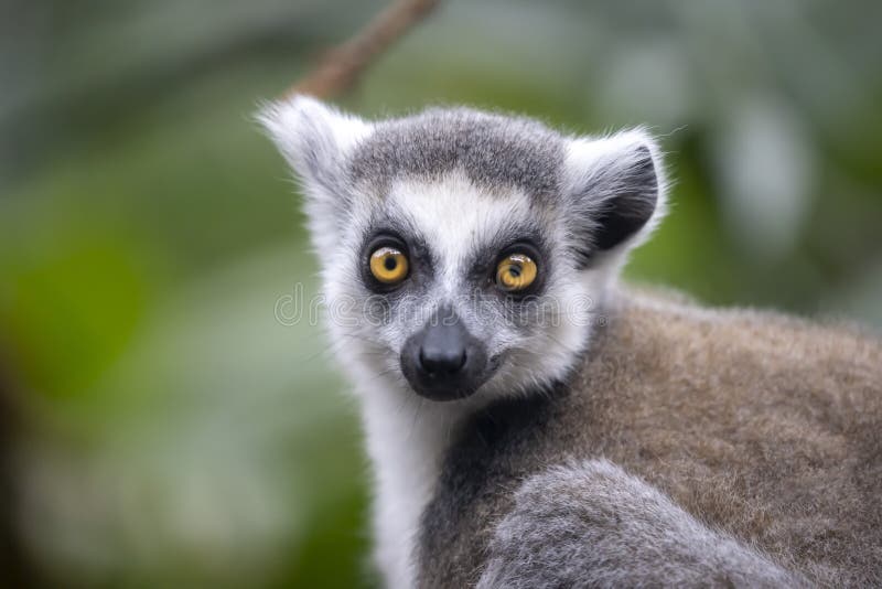 Ring-tailed Monkey, Lemur Catta Stock Image - Image of cute, catta ...