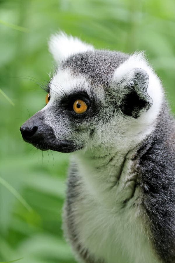 Ring-tailed Monkey, Lemur Catta Stock Photo - Image of netherlands ...