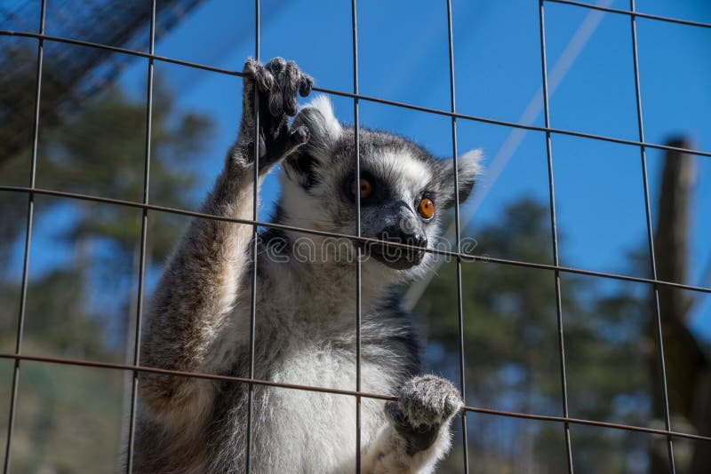 Ring-tailed Monkey or Lemur Catta Stock Photo - Image of alert ...