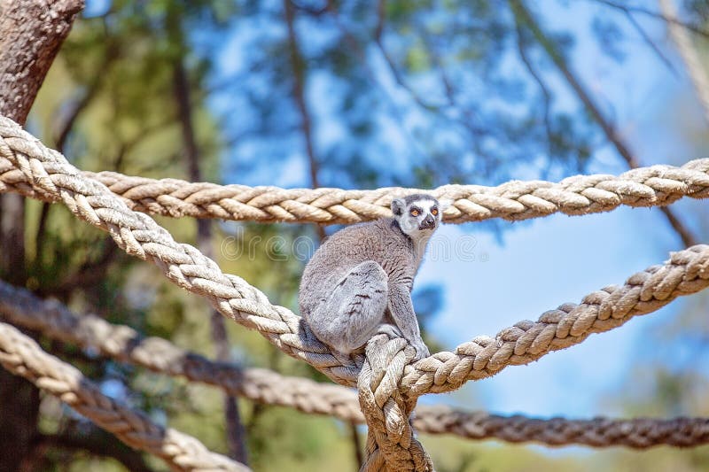 Ring Tailed Monkey Sitting on a Rope Stock Image - Image of mammal ...