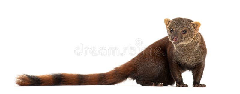 Ring-tailed Vontsira or Ring-tailed Mongoos, Galidia Elegans, Isolated ...
