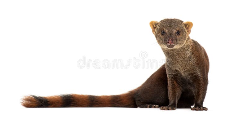 Ring-tailed Vontsira or Ring-tailed Mongoos, Galidia Elegans, Isolated ...