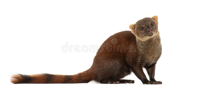 Ring-tailed Vontsira or Ring-tailed Mongoos, Galidia Elegans, Isolated ...