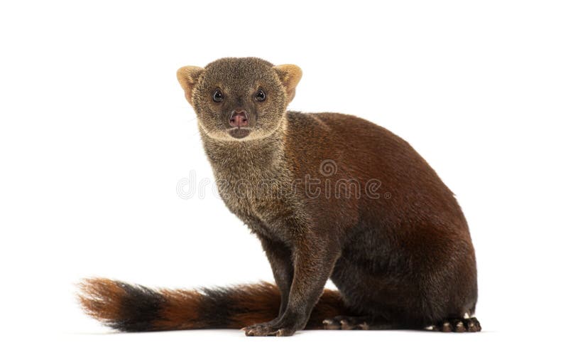 Ring-tailed Vontsira or Ring-tailed Mongoos, Galidia Elegans, Isolated ...