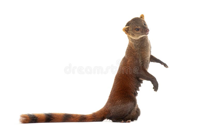 Ring-tailed Vontsira or Ring-tailed Mongoos, Galidia Elegans, Isolated ...