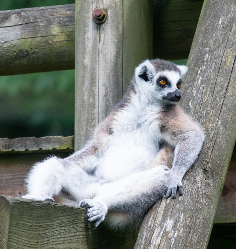 Ring Tailled Lemur stock image. Image of creature, primate - 120512053