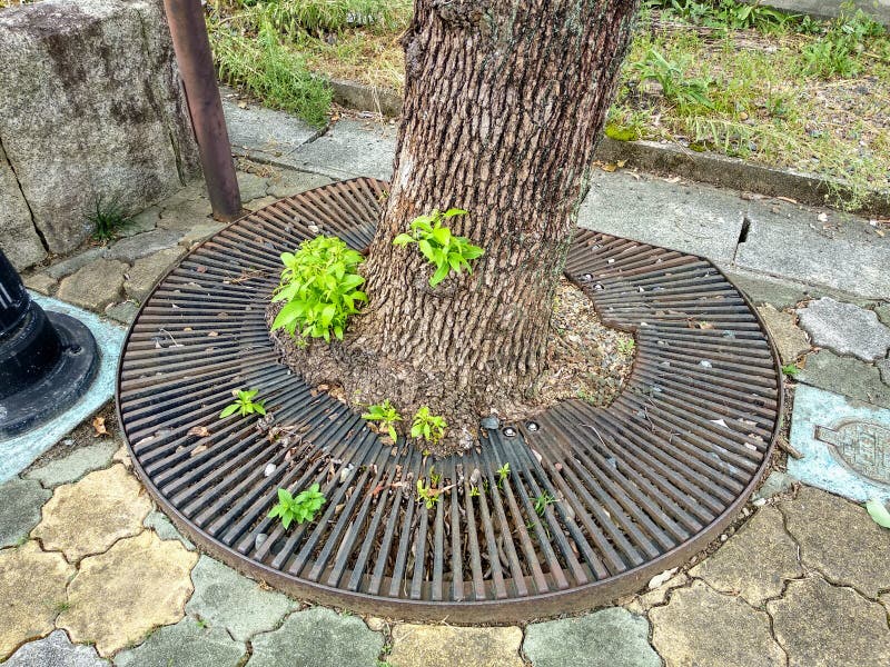 A Ring of Tree stock photo. Image of ring, tree, control - 156632212