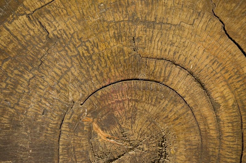 Ring of wood stock photo. Image of leaf, plants, wood, tree - 818230