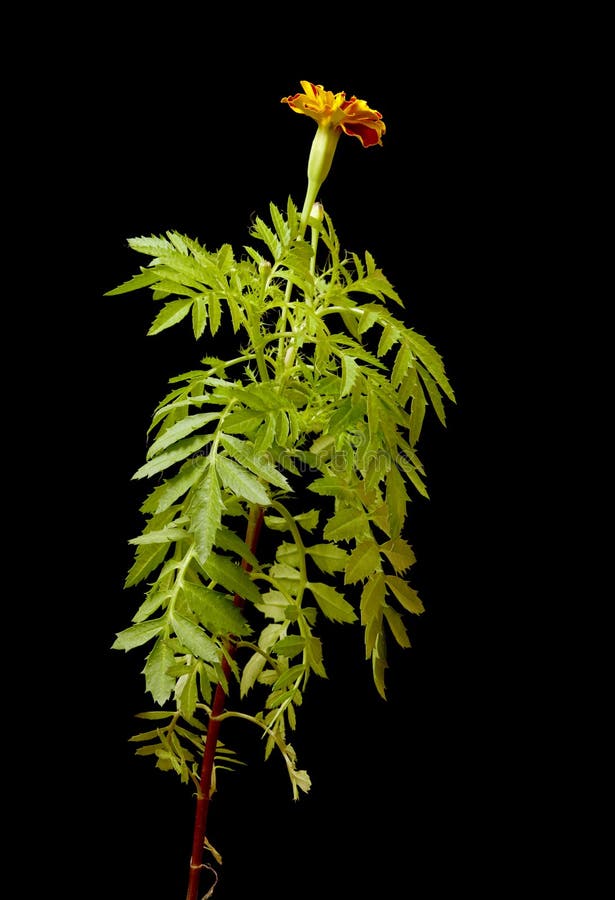 Ringblomma arkivfoto. Bild av blomma, utklipp, blad, snitt - 16505668