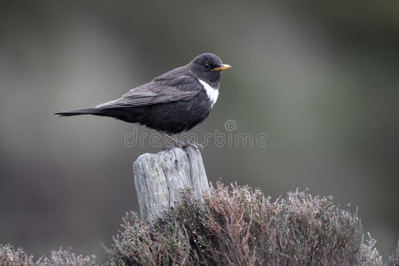Ringdrossel, Turdus Torquatus Stockbild - Bild von amsel, britisch ...