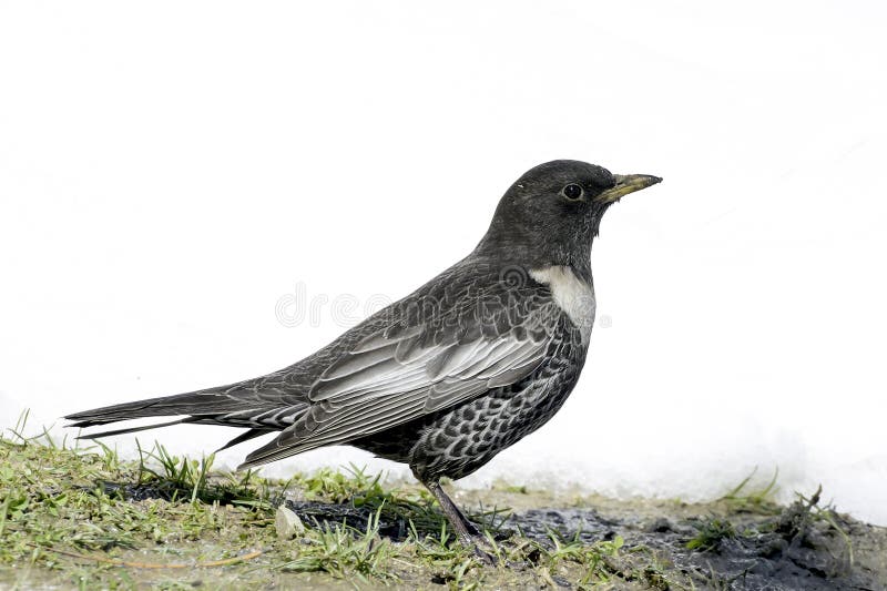 Ringdrossel, Turdus Torquatus Stockfoto - Bild von amsel, vogel: 33357464