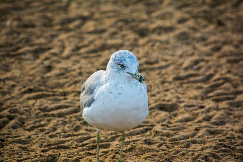 Ringed Bill Gull stock photo. Image of nature, gull - 199407846