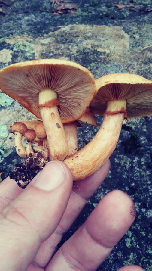 Amarilla Mella stock image. Image of honey, amarilla - 128288281