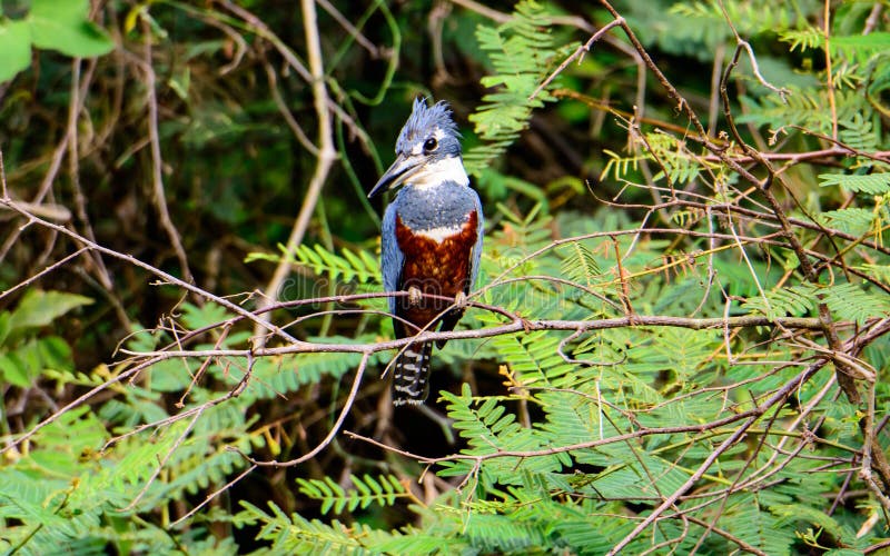 Ringed Kingfisher Sat on Its Perch Stock Image - Image of sitting ...