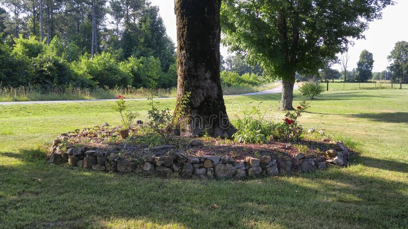 Ringed Oak stock image. Image of ring, strong, shady - 96977007