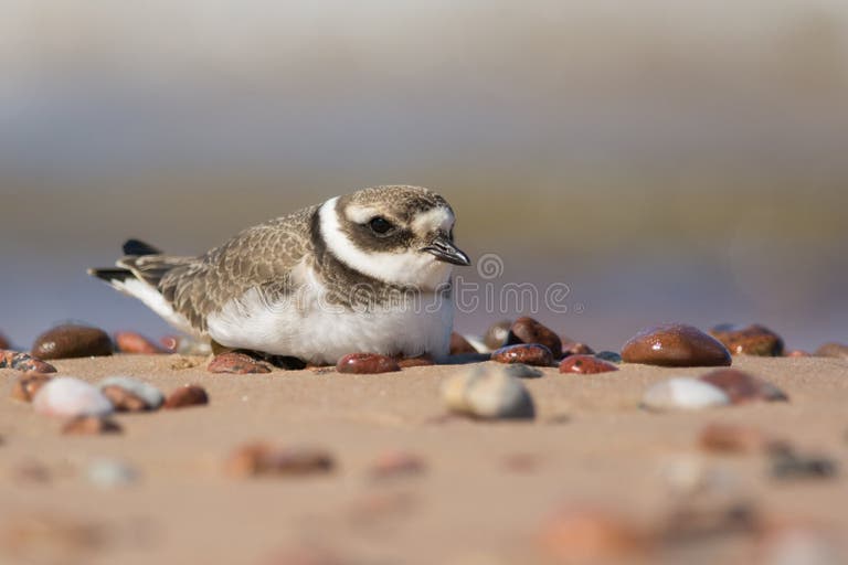 Ringed Plover lying stock image. Image of looking, charadrius - 64292455