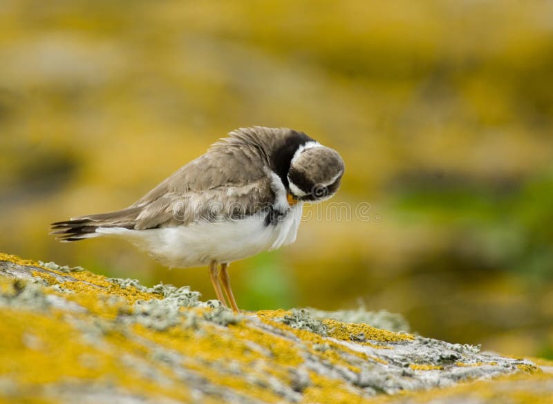Dog and plover stock image. Image of nature, animal, shallow - 43290599