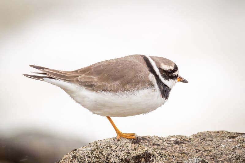 Ringed Plover in Profile on a Rock Stock Image - Image of plover ...