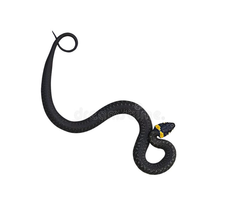 1,528 Grass Snake White Background Stock Photos - Free & Royalty-Free ...