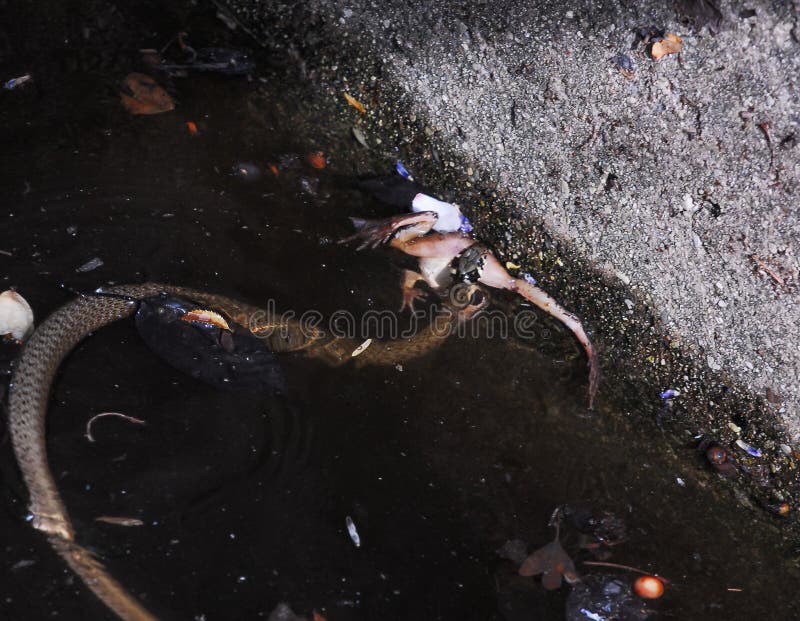 Ringed Snake, Natrix Natrix Stock Photo - Image of face, national ...