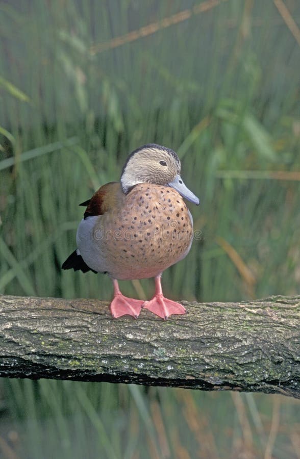 Ringed Teal, Callonetta Leucophrys Stock Photo - Image of leucophrys ...