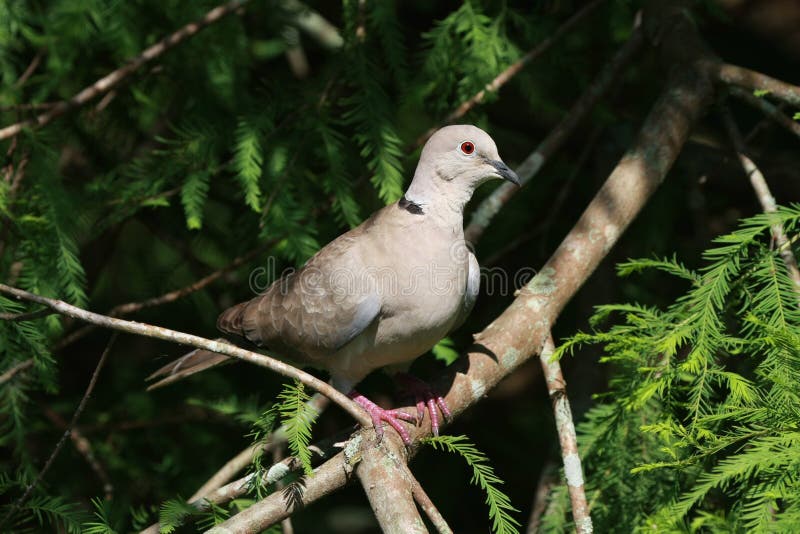 Ringed Turtle-Dove - Streptopelia Risoria - in Cypress Tree in Florida ...
